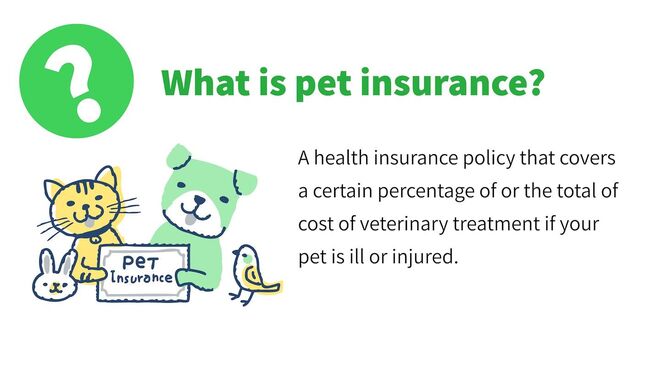 Pet Insurance Australia | Choosing pet insurance cover | Mozo